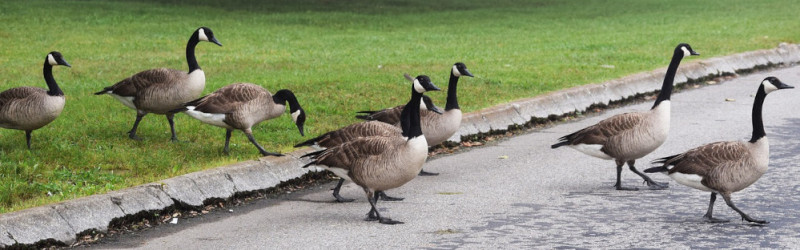 Wildlife Vehicle Collisions | Prevent Animal Road Accidents